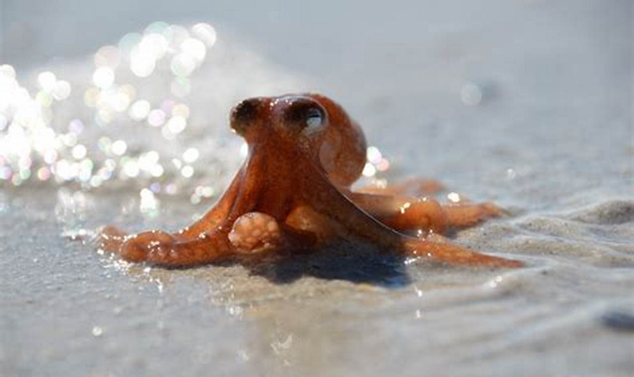 Tiny Octopus Baby: Secrets & Care for Octopod Hatchlings