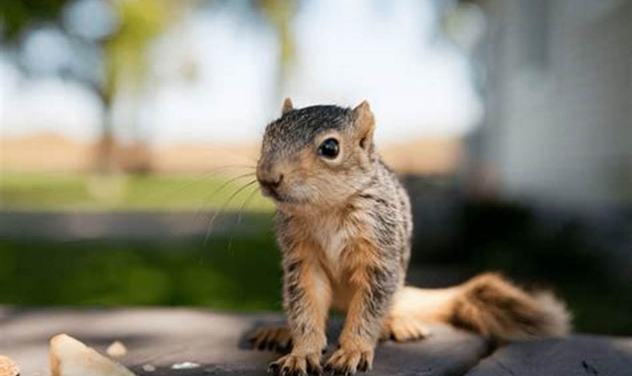 Baby Squirrels: What Are Kits Called? [Explained]