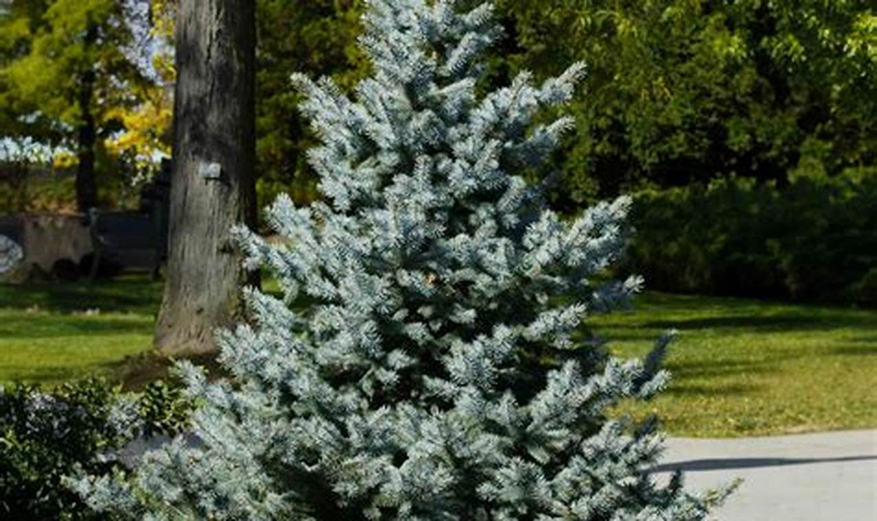 Grow Petite: Baby Blue Spruce Short Height Wonders