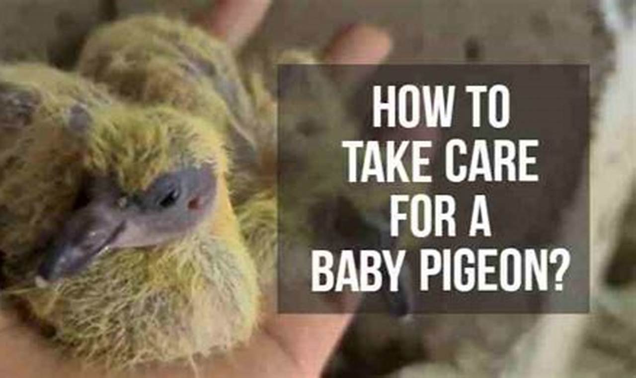 Baby Pigeon Care: A Complete Guide on How to Take Care